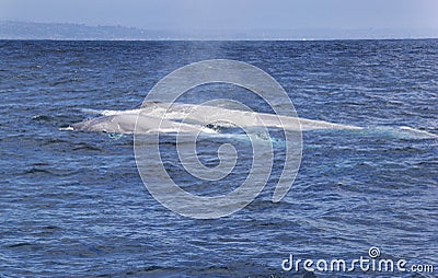 Mutter-und Baby-Blauwale Stockfoto - Bild: 69325149