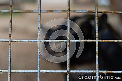 Muzzle Face Of A Black Goat With Curved Horns Behind A Rusty Mesh Cell ...