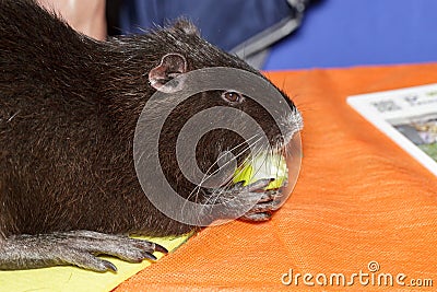 Myocastor Coypus, Nutria Stock Photo - Image: 45102551