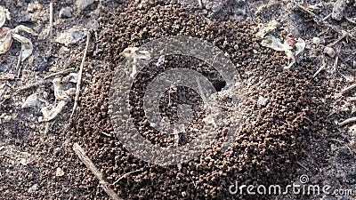 Myror i en myrstack stock video. Video av samarbete, ekologi - 72436097
