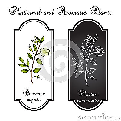Myrtle Or Myrtus Communis Cartoon Vector | CartoonDealer.com #79625167