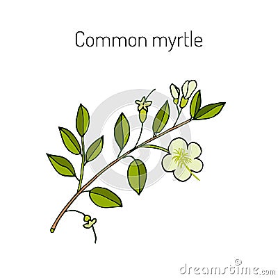 Myrtle Or Myrtus Communis Cartoon Vector | CartoonDealer.com #79625231