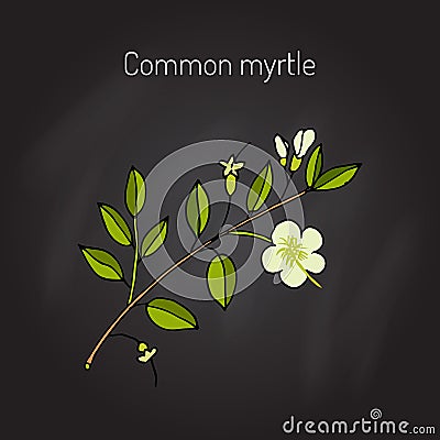 Myrtle Or Myrtus Communis Cartoon Vector | CartoonDealer.com #79638553
