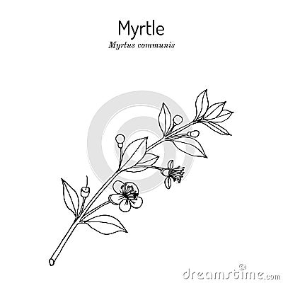 Myrtle Or Myrtus Communis, Vector Illustration | CartoonDealer.com ...