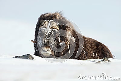 Myskoxe I Vinter Arkivfoto - Bild: 80477185