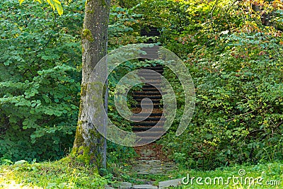 Mysterious Stone Stairs In The Green Dense Forest. Weird Steps Among ...