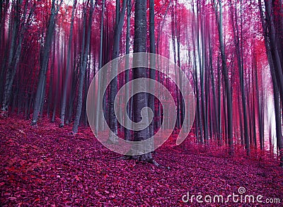 Mystic Fantasy Pink Forest Stock Photo - Image: 72933482