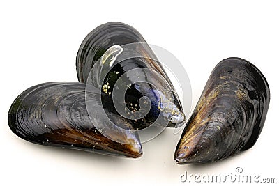 Mytilus Edulis Stock Image - Image: 17790431