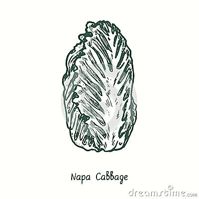 Napa Cabbage. Ink Black And White Doodle Drawing Vector Illustration ...