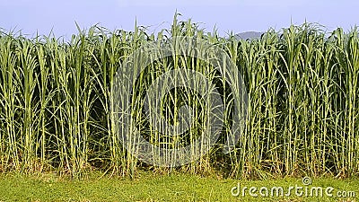 Napier Grass in Farm Plants Stock Video - Video of blade, napier: 40034793