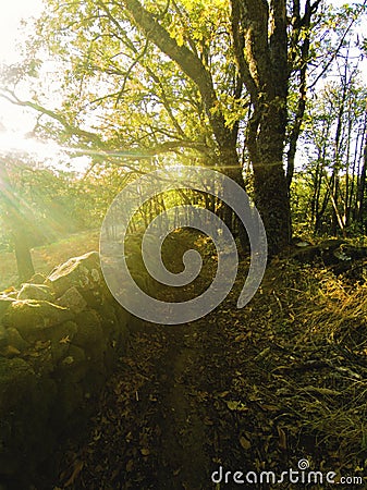 Narrow Path With Stone Wall With Moss With Sun At Sunset Royalty-Free ...