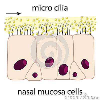 Nasal Mucosa Cartoon Vector | CartoonDealer.com #43671519