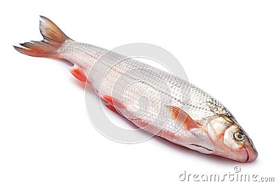 Nase Fish Stock Photos - Image: 22835833