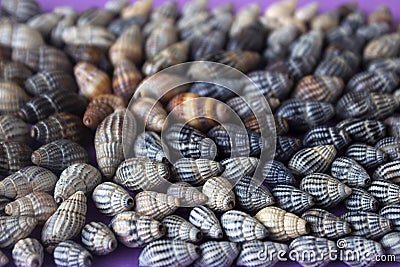 Nassa Reticulata - Shellfish, Seashells, Sea Background Stock Photo ...