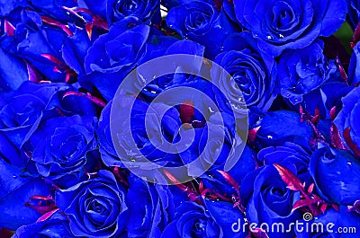 Natural Blue Roses Royalty Free Stock Photos - Image: 33024398