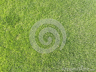Natural Grass Texture Pattern Background Golf Course Turf From Top View With Authentic Grassy ...