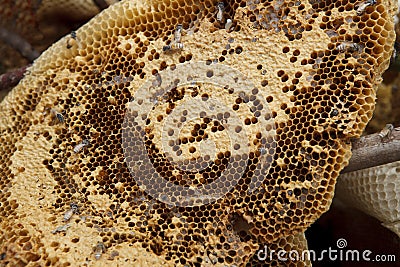 Natural Honeycomb Royalty Free Stock Photography - Image: 32593897