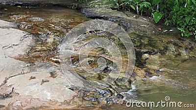 Natural rill stock video. Video of plant, flowing, landscape - 43443381