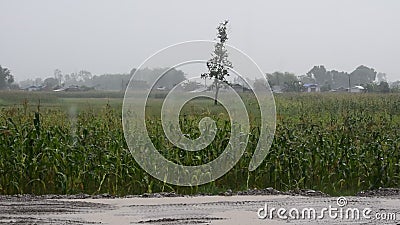 Natural View of a Corn Field during Raining Stock Video - Video of view ...