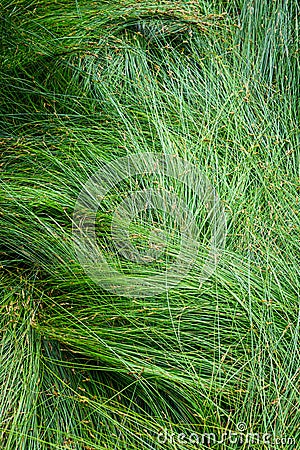 Nature Background Of Green Sedge Grasses In Pattern And Texture Stock ...