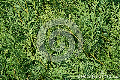 Nature Background From Green Thuja Leaves. Top View Stock Image ...