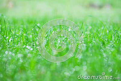 Nature Backgrounds, Spring Morning Dew on the Grass Stock Image - Image ...