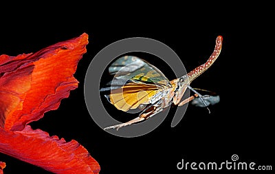 Nature Insect Fly Flee Stock Photography - Image: 13609882