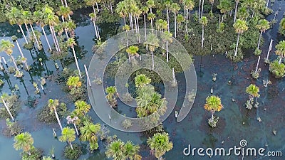 Nature Landscape of Amazon Rainforest. Amazon River Scenery Stock ...