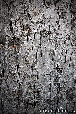 Natuurlijke Structuur Van Schors Stock Afbeeldingen - Afbeelding: 33415184