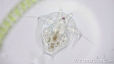 Nauplius Larva of Cyclops Under the Microscope in 4k Stock Footage ...