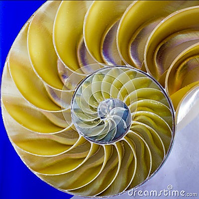 Nautilus Shell Stock Photo - Image: 50181244