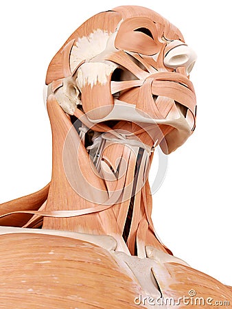 Neck Muscles Royalty-Free Cartoon | CartoonDealer.com #59785055