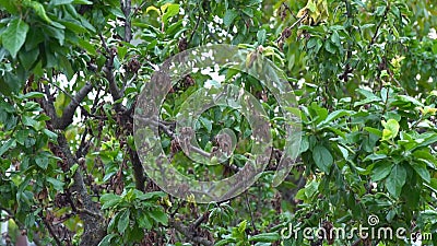 Necrosis of Fruit Tree Leaves Stock Video - Video of flora, trees ...