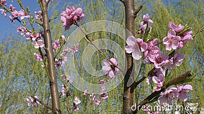 Nectarine Flowers Tree, Blooming in the Springtime Stock Video - Video ...