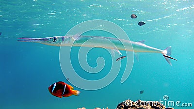 Needlefish ( Tylosurus Crocodilus) In The Red Sea, Eilat, Israel ...