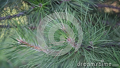 Needles of Pine Tree a Green Branch of a Christmas Tree with Sharp ...