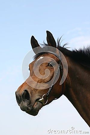 Neighing Horse Royalty Free Stock Image - Image: 909236