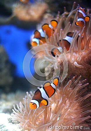Nemo Fish Stock Images - Image: 3230014