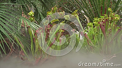 Nepenthes Carnivorous Plants Catch Insects in Tropical Forests Stock ...