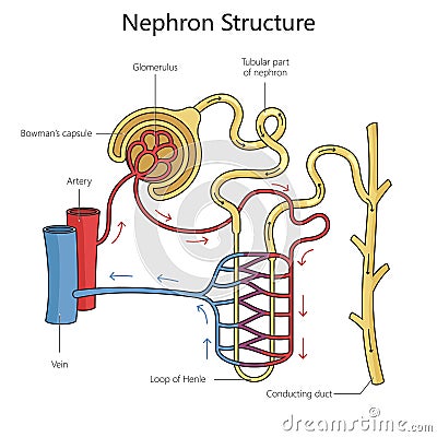 Nephron Structure Diagram Medical Science Cartoon Vector ...
