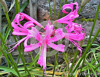 Nerine Flower Stock Photo - Image: 83894096