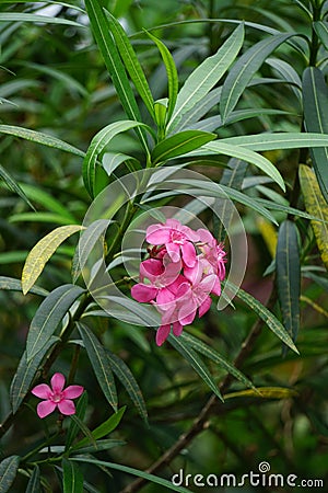 Nerium Oleander Also Called Oleander, Nerium, Bunga Mentega, Bunga ...