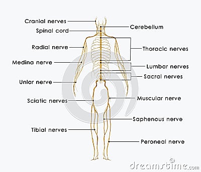Nerven Beschriftet Stock Abbildung - Bild: 46887517