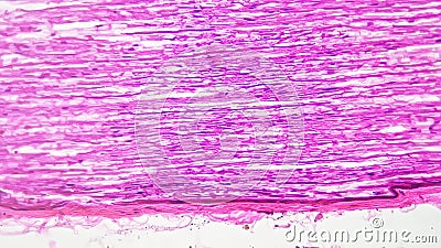 Nerves Trunk in Longitudinal Section Filmed Under Lab Microscope with ...