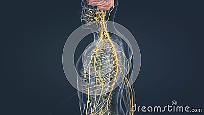The Nervous System is a Complex Network of Nerves Stock Footage - Video ...