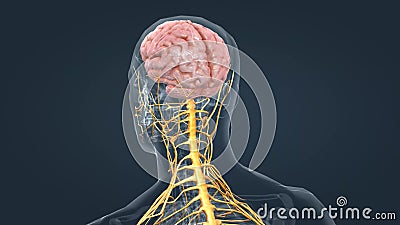 The Nervous System is a Complex Network of Nerves Stock Video - Video ...