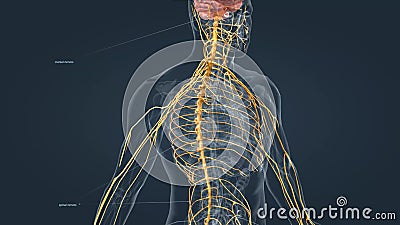 The Nervous System is a Complex Network of Nerves Stock Footage - Video ...