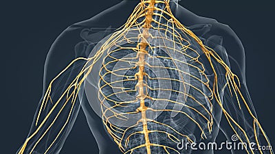 The Nervous System is a Complex Network of Nerves Stock Video - Video ...