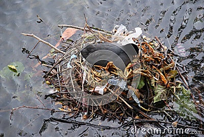Nesting Bird On Garbage Stock Photo - Image: 41170886