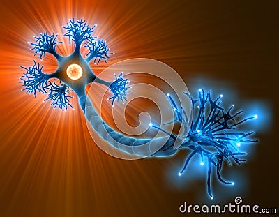Neuron Royalty Free Stock Images - Image: 3388979
